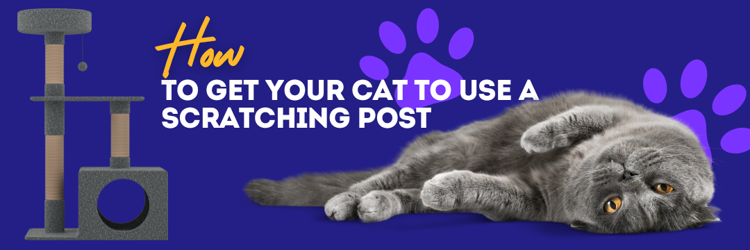 How to Get Your Cat to Use a Scratching Post | Best Cat Training Tips ...